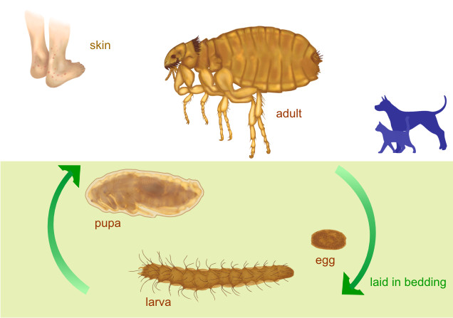 Siphonaptera Life Cycle