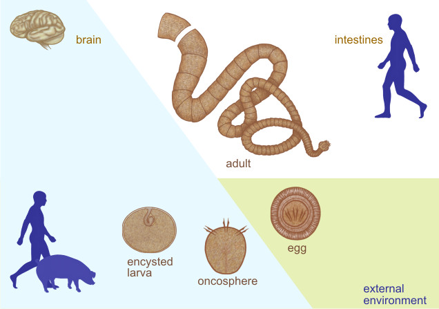 Taenia; Taeniarhynchus