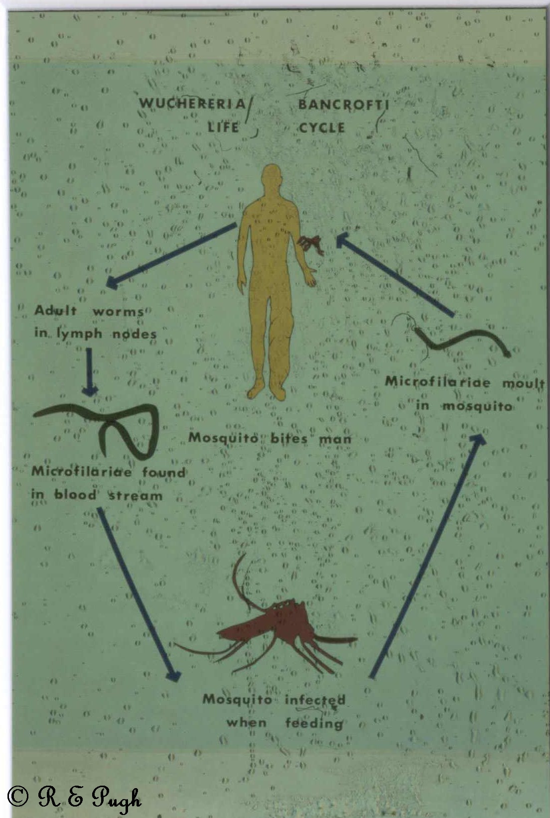 Wuchereria Bancrofti Life Cycle
