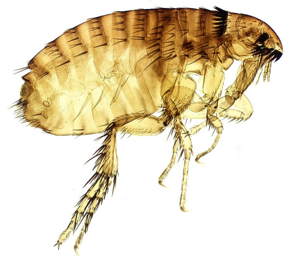 2020 National Science Week Events – Australian Society for Parasitology